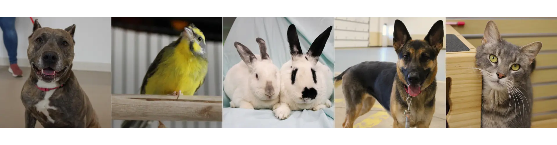 Start Volunteering | Champaign County Humane Society